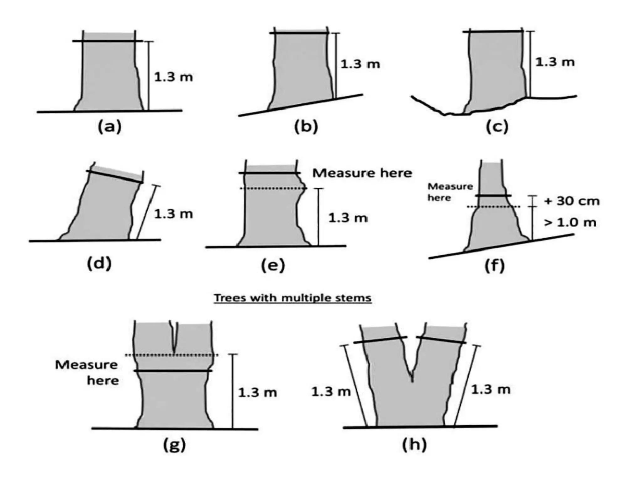 Forest mensuration | PPTX