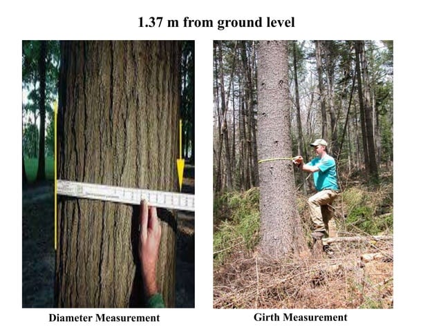 Forest mensuration | PPTX