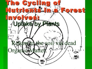 Forest Nutrition | PPT | Gardening | Home & Garden