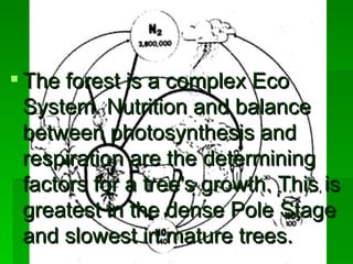 Forest Nutrition | PPT | Gardening | Home & Garden