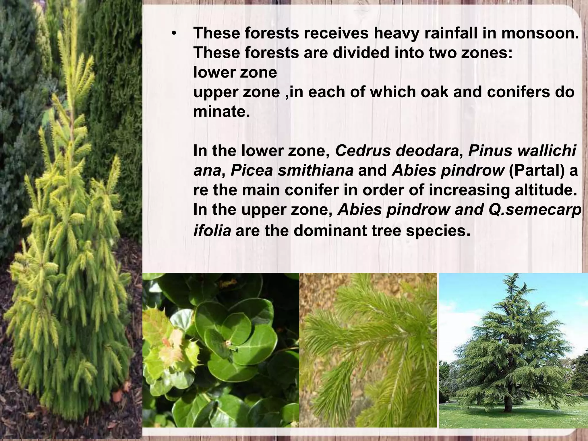 Forest of Pakistan. | PPTX