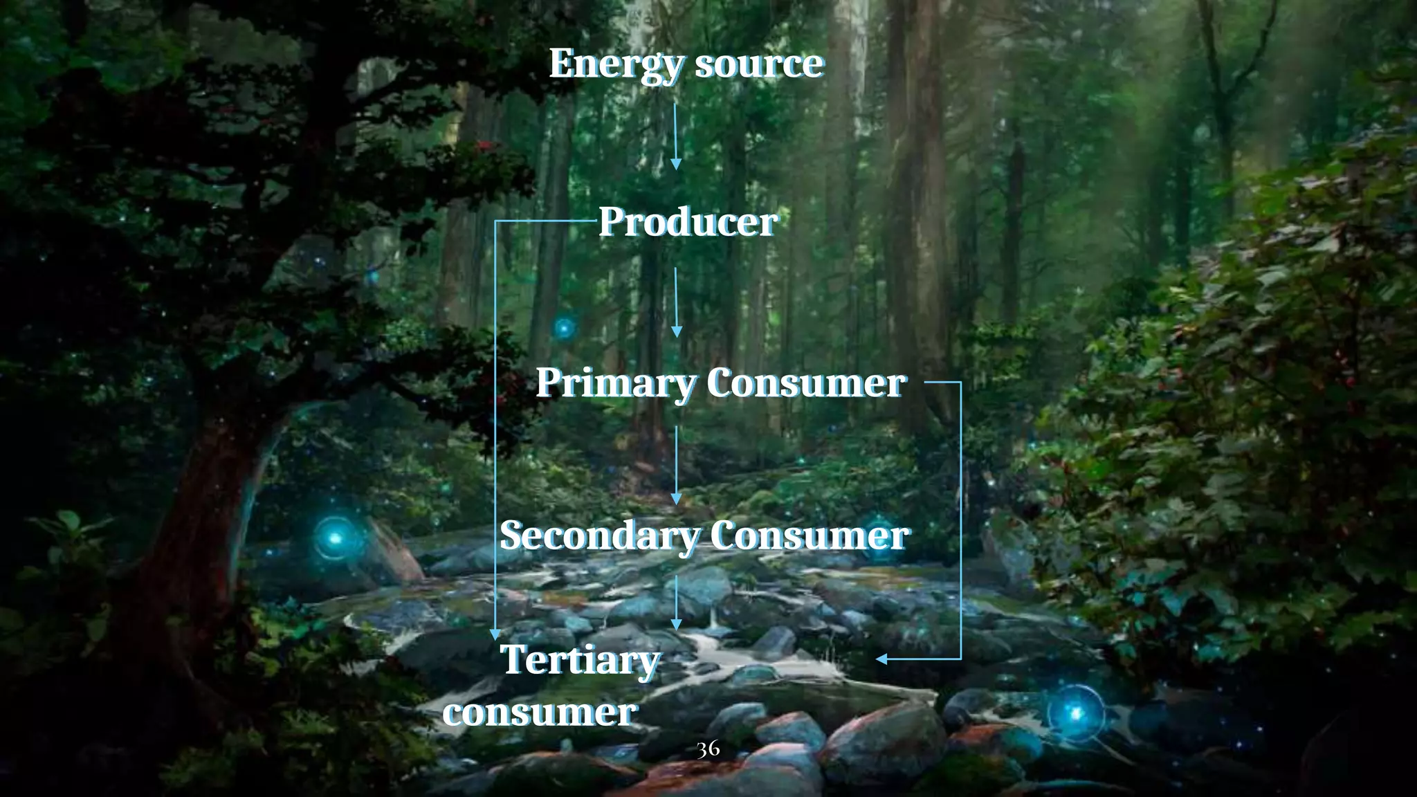 Forest : Our Lifeline | PPTX