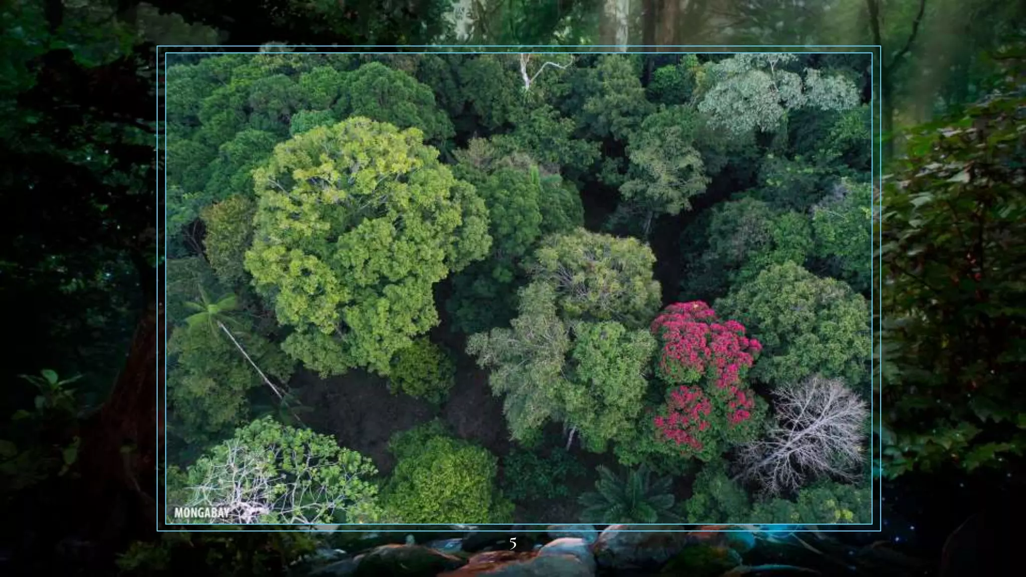 Forest : Our Lifeline | PPTX