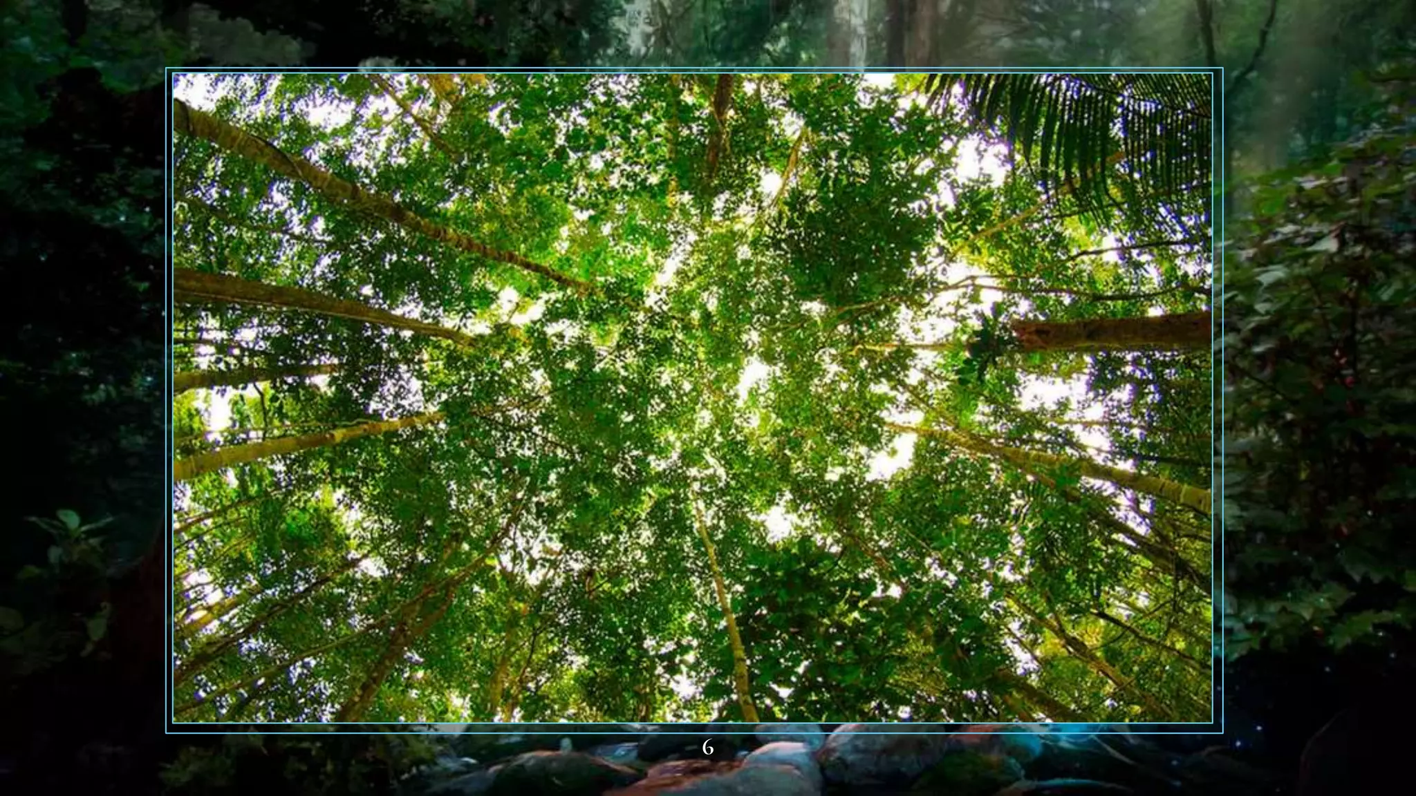 Forest : Our Lifeline | PPTX