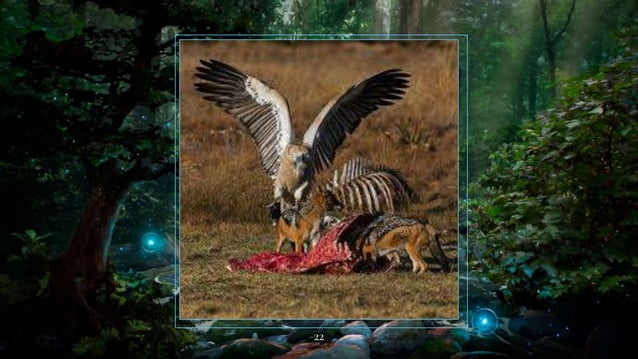 Forest : Our Lifeline | PPTX | Biological Sciences | Science