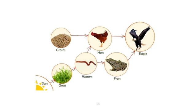 Forest : Our Lifeline | PPTX | Biological Sciences | Science