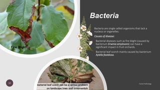 Forest pathology | PPTX