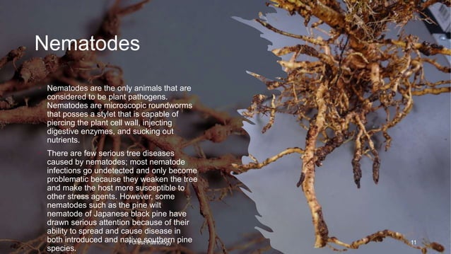 Forest Pathology Pptx