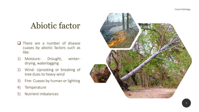 Forest pathology | PPTX