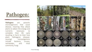 Forest pathology | PPTX