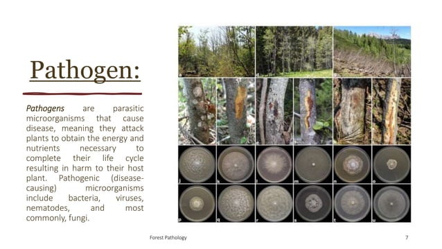 Forest pathology | PPTX