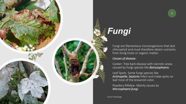 Forest Pathology Pptx