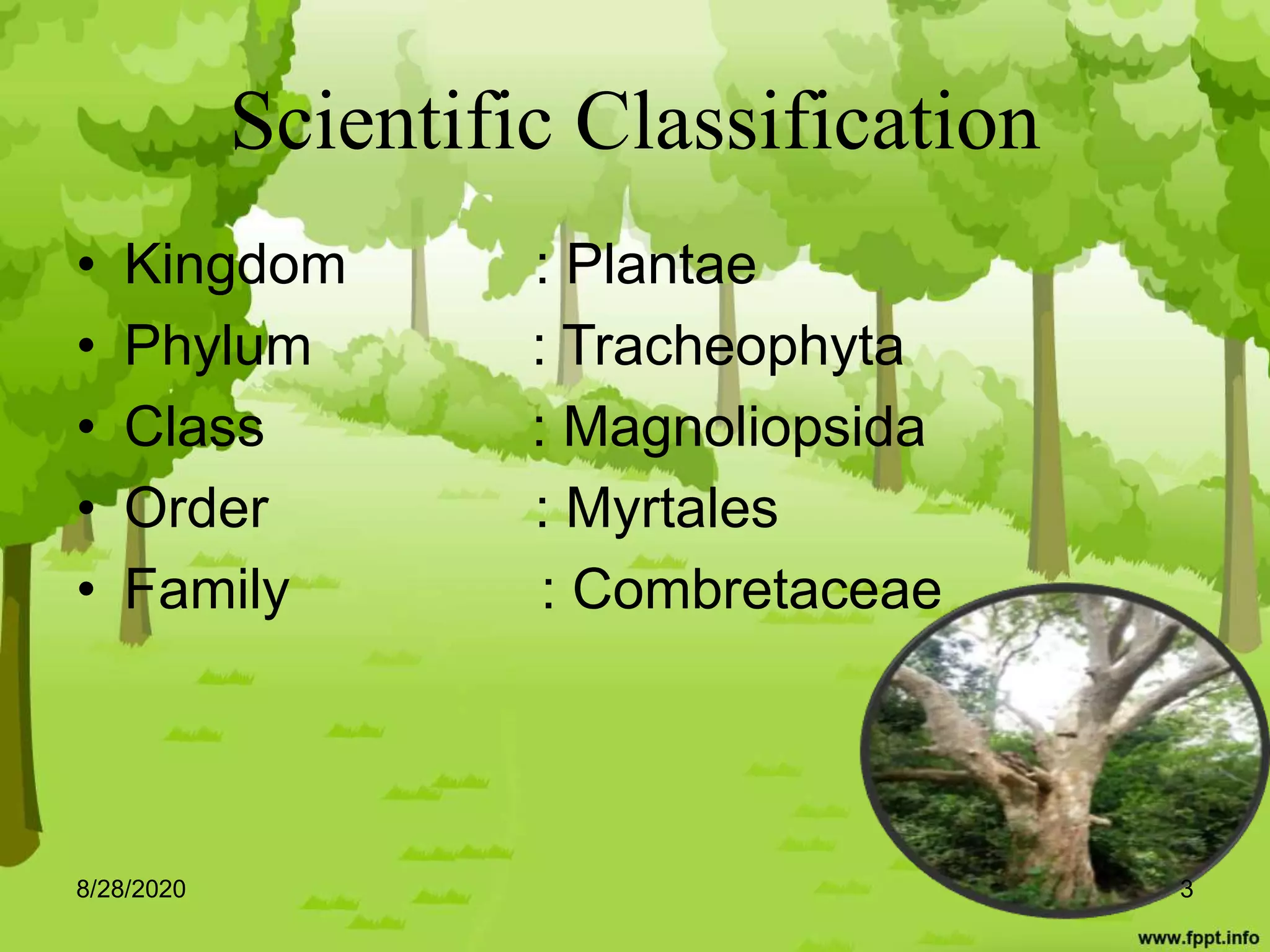 Terminalia arjuna tree description | PPT