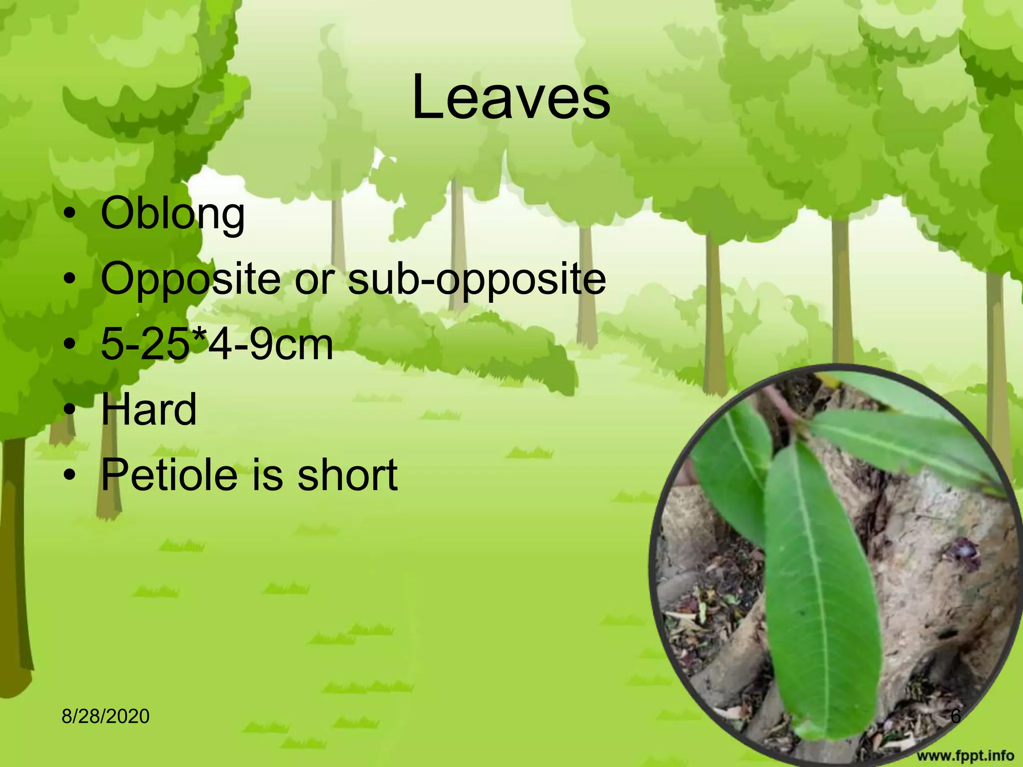 Terminalia arjuna tree description | PPT