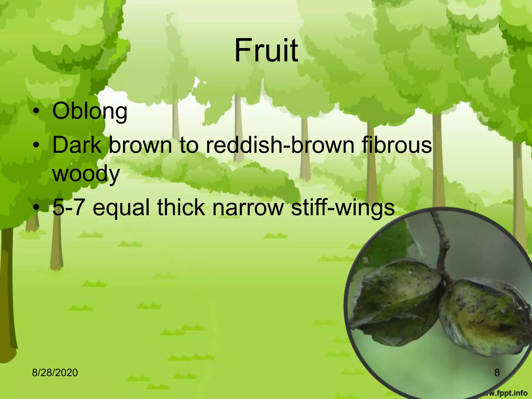 Terminalia arjuna tree description | PPT