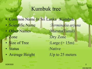 Terminalia arjuna tree description | PPT
