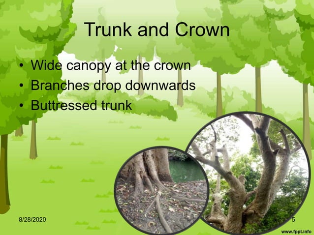 Terminalia arjuna tree description | PPT