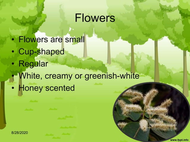 Terminalia arjuna tree description | PPT