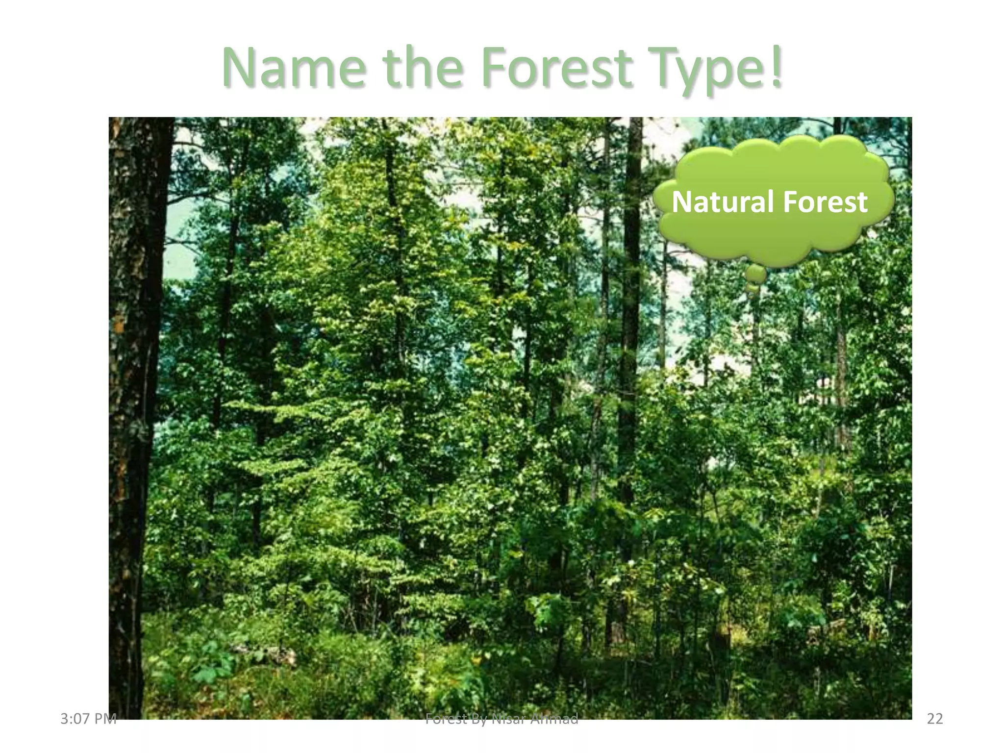 Forest presentation | PPTX