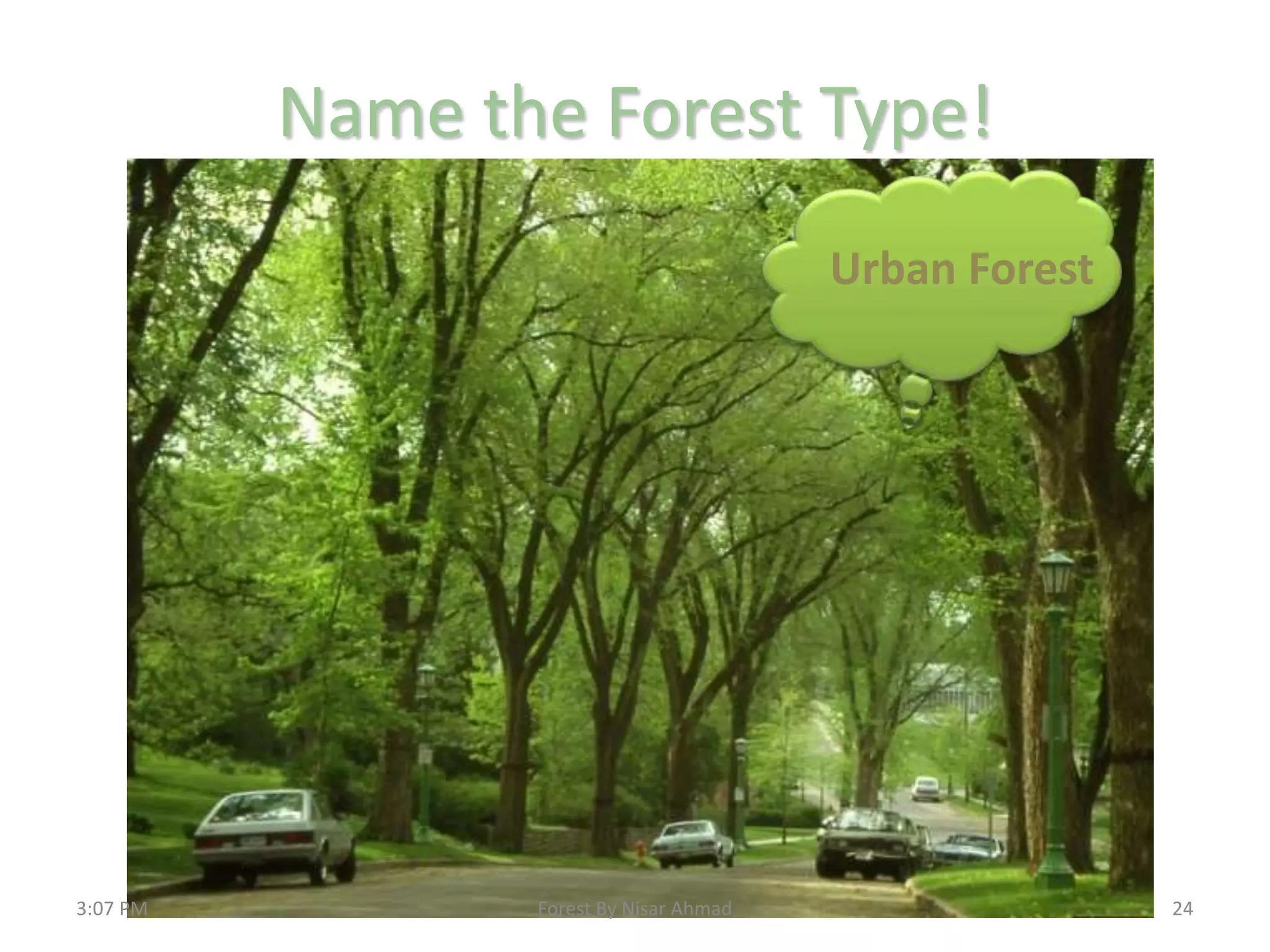 Forest presentation | PPTX