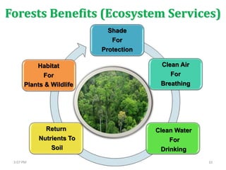 Forest presentation | PPTX