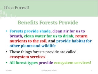 Forest presentation | PPTX