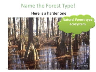 Forest presentation | PPTX