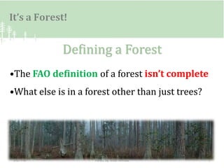 Forest presentation | PPTX