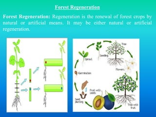 Forest regeneration | PPTX
