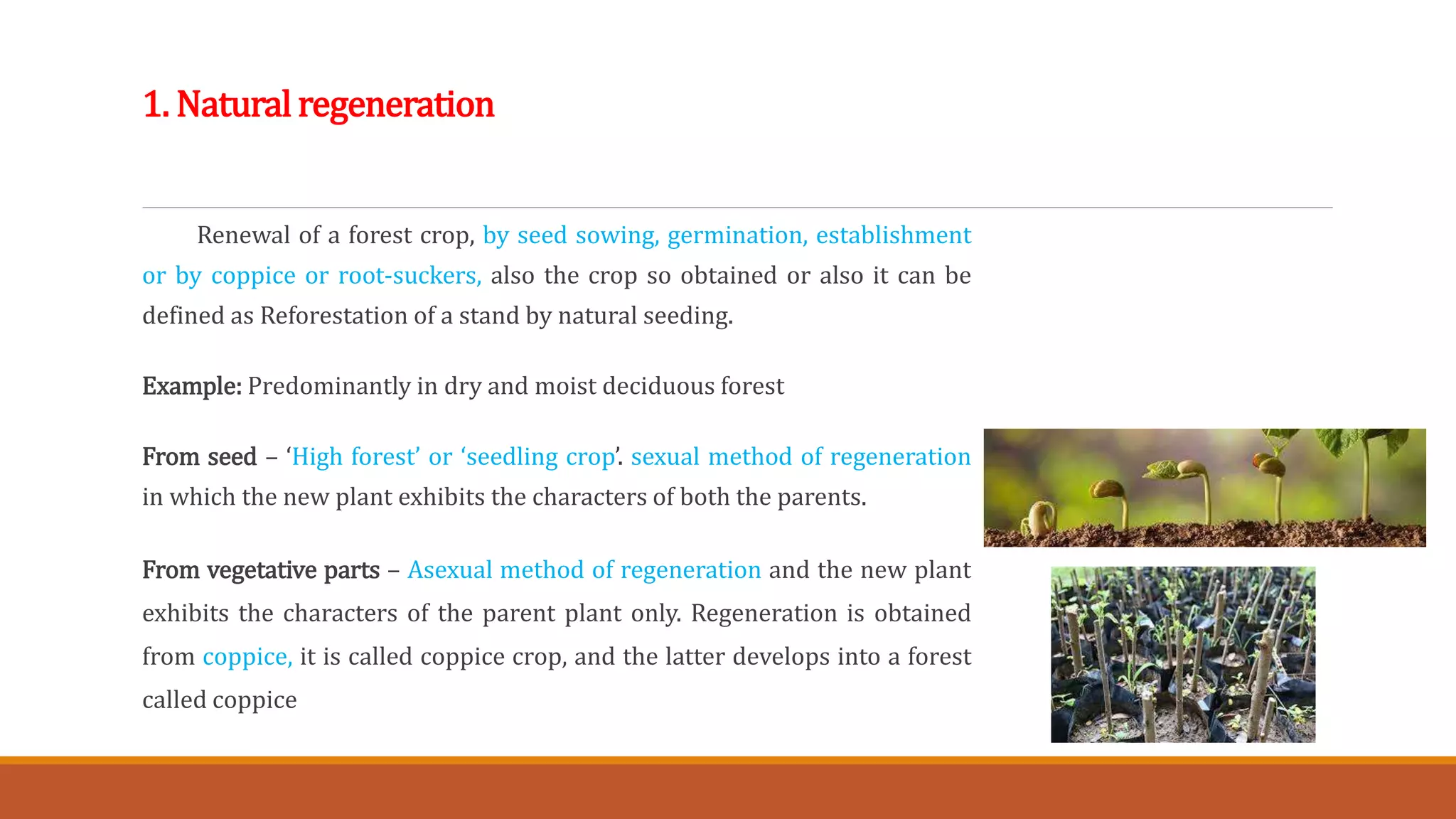 Forest regeneration.pptx