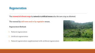 Forest regeneration.pptx