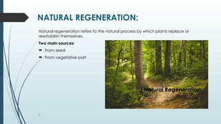 Forest Regeneration by various methods and phases.pptx
