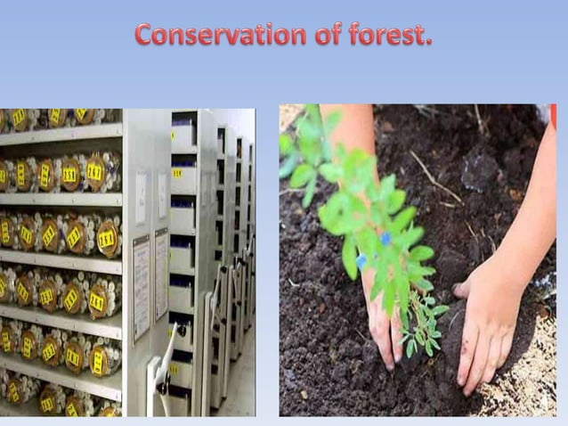 Forest resource | PPTX