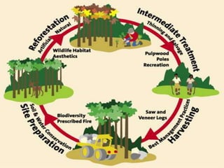 Forest resource | PPTX