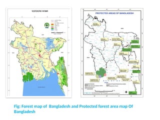 Forest_Resource_of_Bangladesh and characteristics .pptx