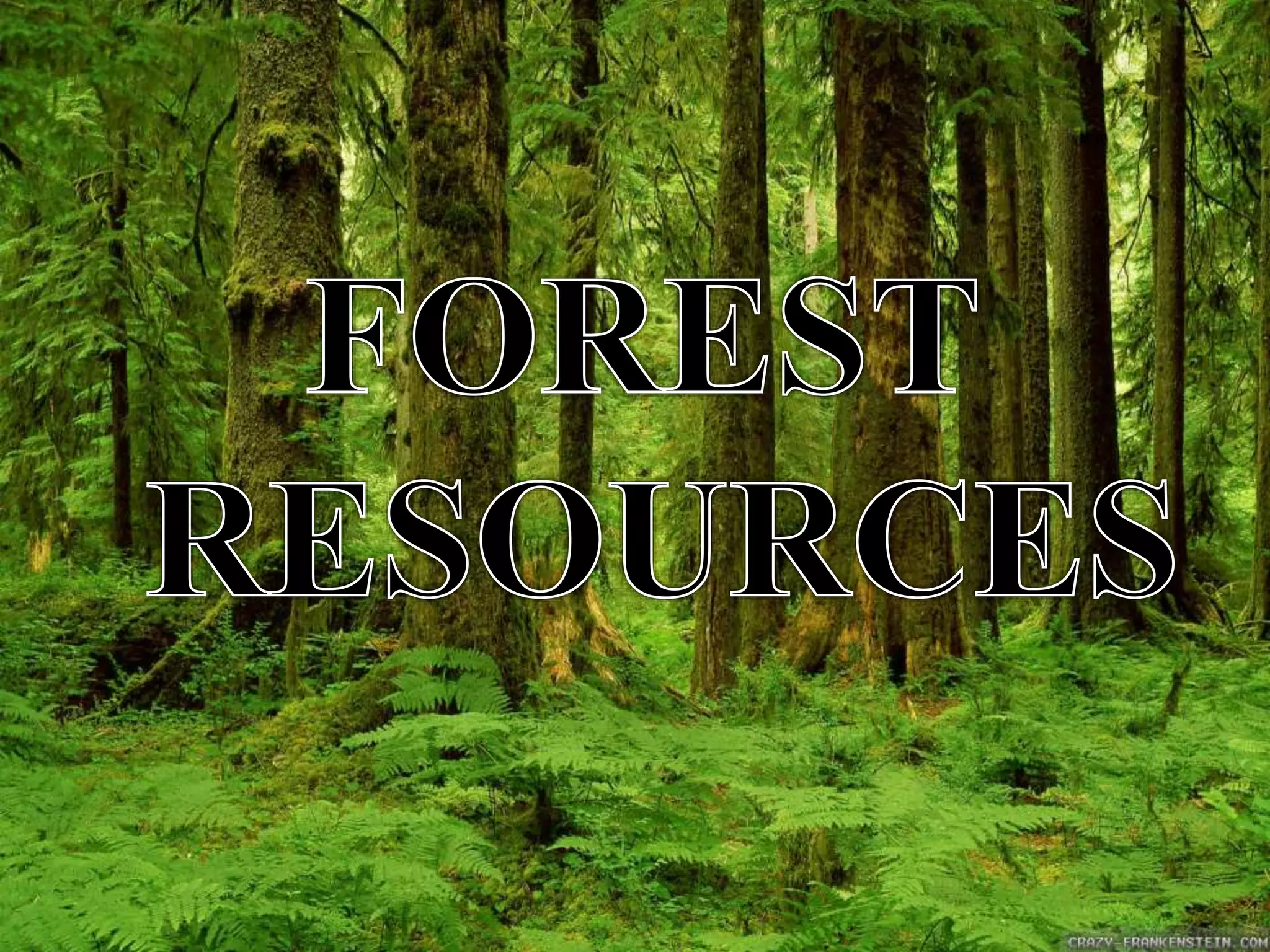 Forest resources | PPTX