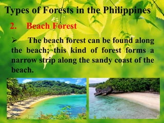 Forest resources | PPTX