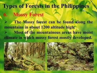 Molave Forest