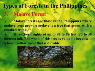 Molave Forest