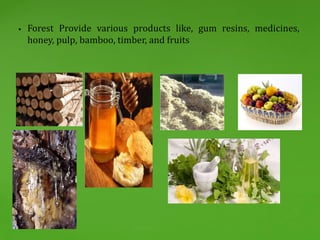 Forest resources | PPT