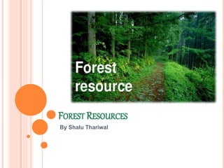 Forest Resources Pptx