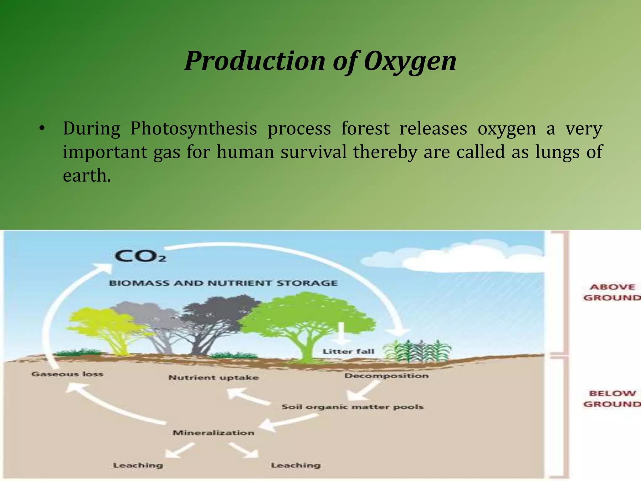 Forest Resources.ppt