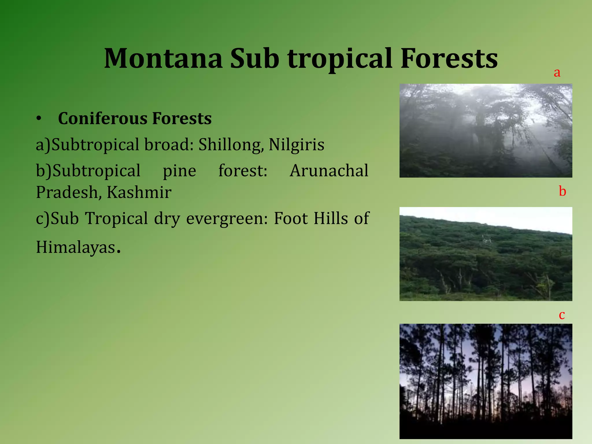 Forest Resources.ppt