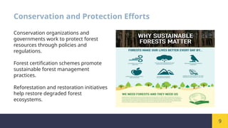 Forest Resources and Causes and advantages .pptx