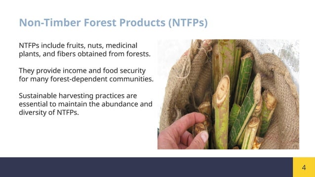 Forest Resources and Causes and advantages .pptx