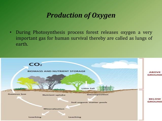 forest resources ppt.pptx