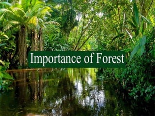 Forestry, importance of forestry, Benefits of forestry | PDF