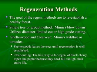 Forestry-Basics.ppt presentation of forest | PPT