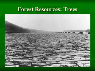Forestry-Basics.ppt students presentation | PPT