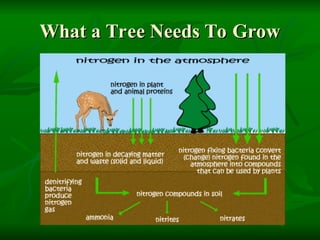Forestry-Basics.ppt students presentation | PPT